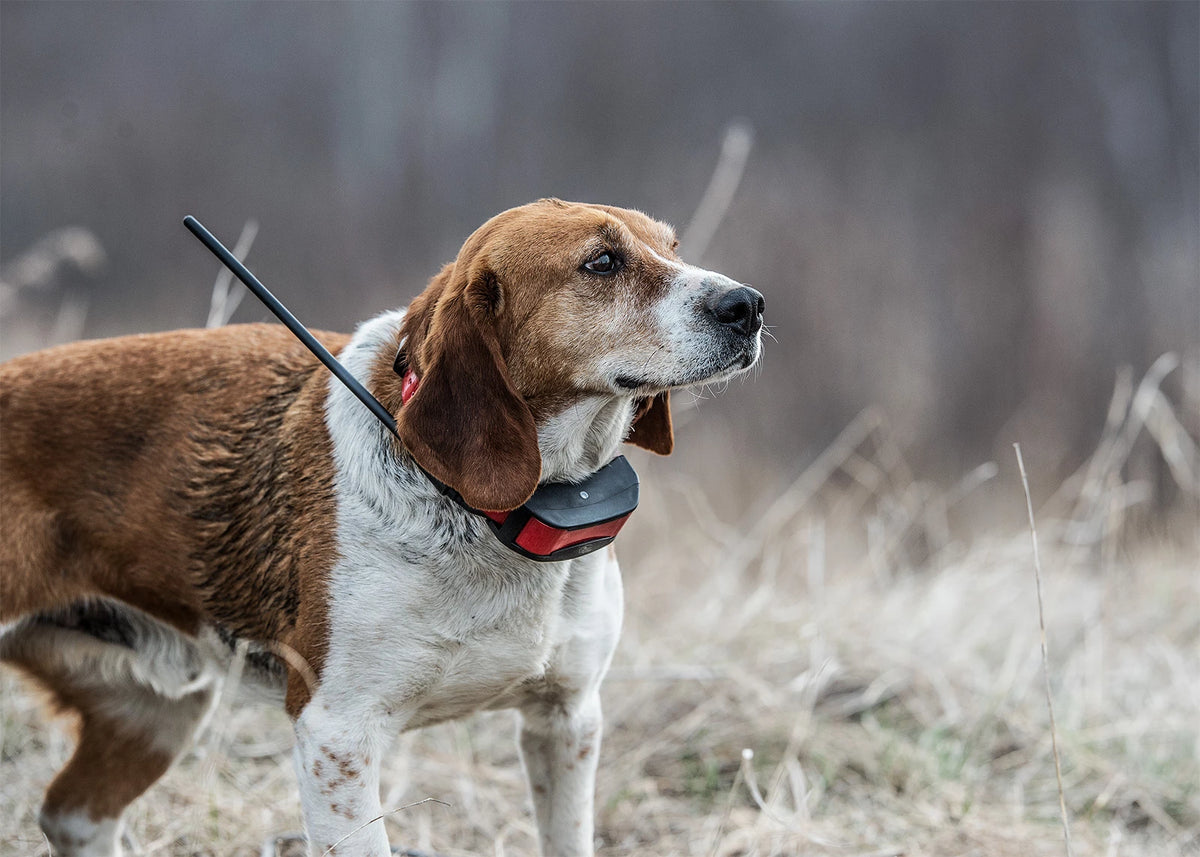 TEK Series – SportDOG Brand